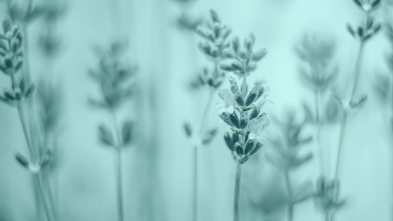 Maternal Mindset - YouTube