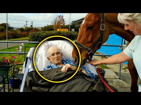 How This Woman and Her Horse Made a Man’s Final Months Full of Life