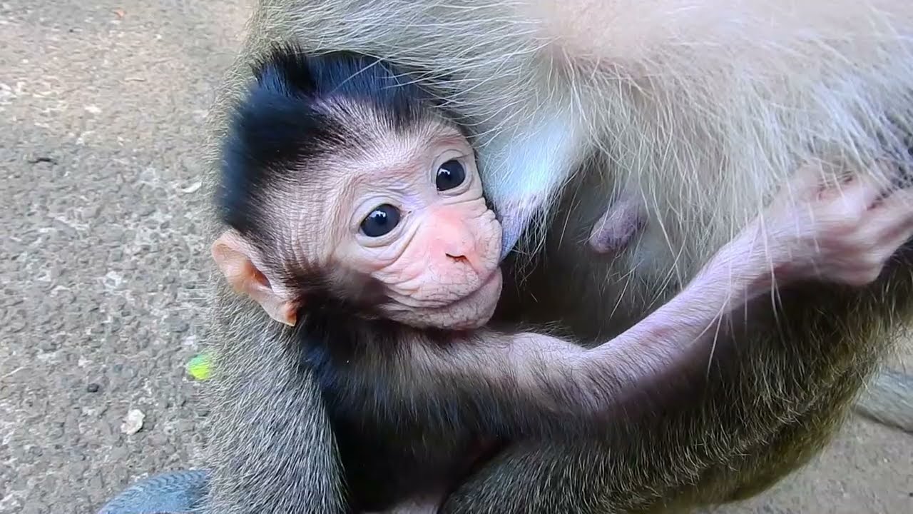 Baby Monkey Playtime: The Cutest Little Games - YouTube
