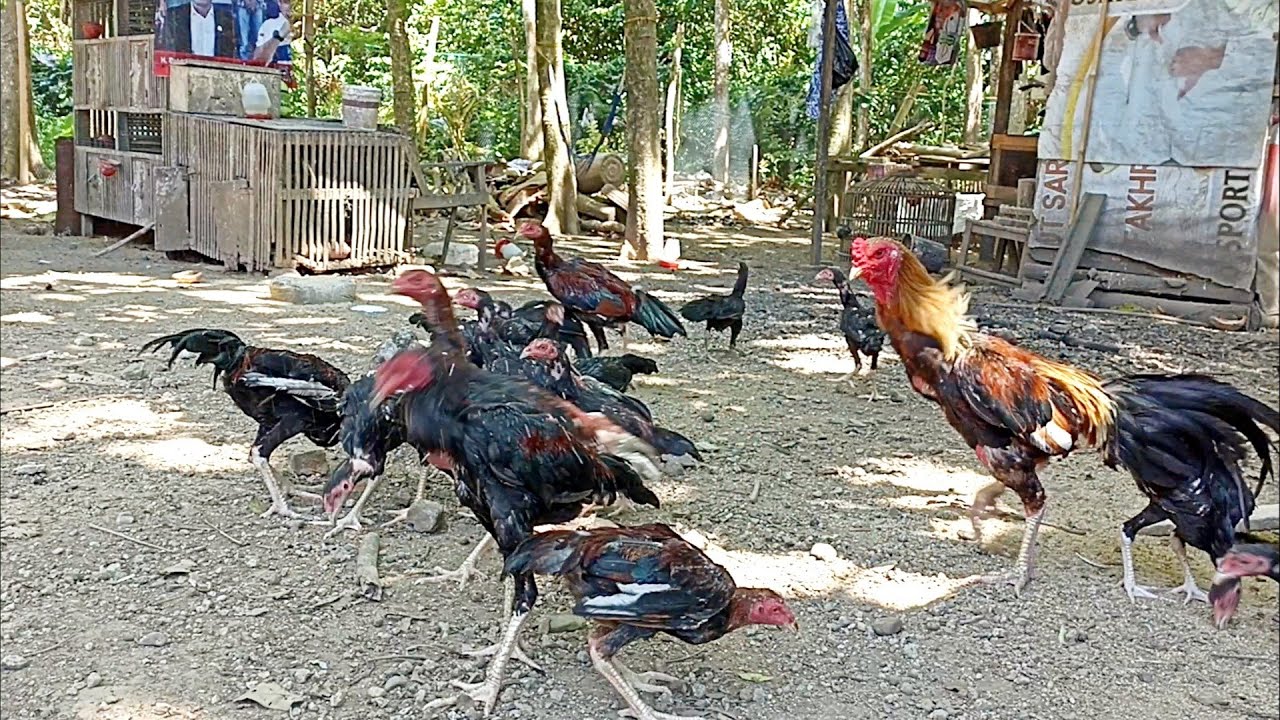 Chicks from Nerve Killing Starlings, Super Chickens||What do you think ...