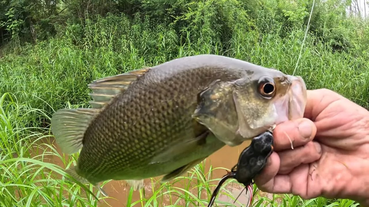 Beginners Guide To Fishing With HOLLOW BODY Lures. (Australian Bass ...