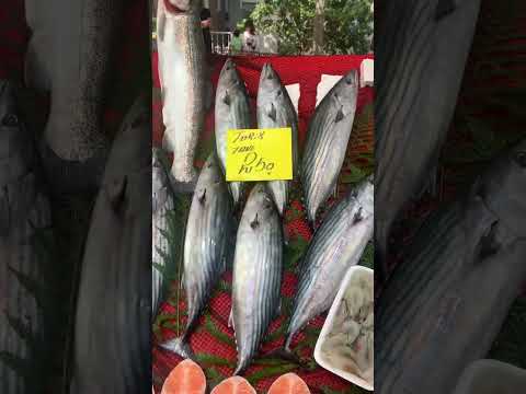 Balık çeşitleri tanıtımı