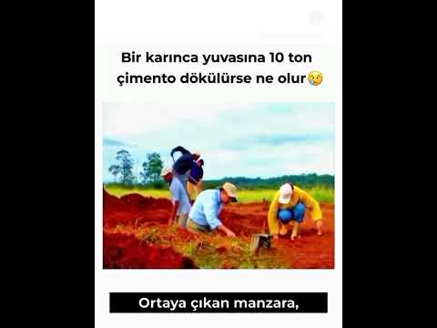 karınca yuvasına 10 ton çimento dökülürse ne olur