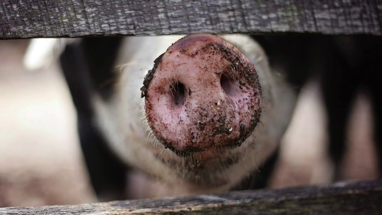 Pig Grunts and Runs Away Sound Effect - YouTube