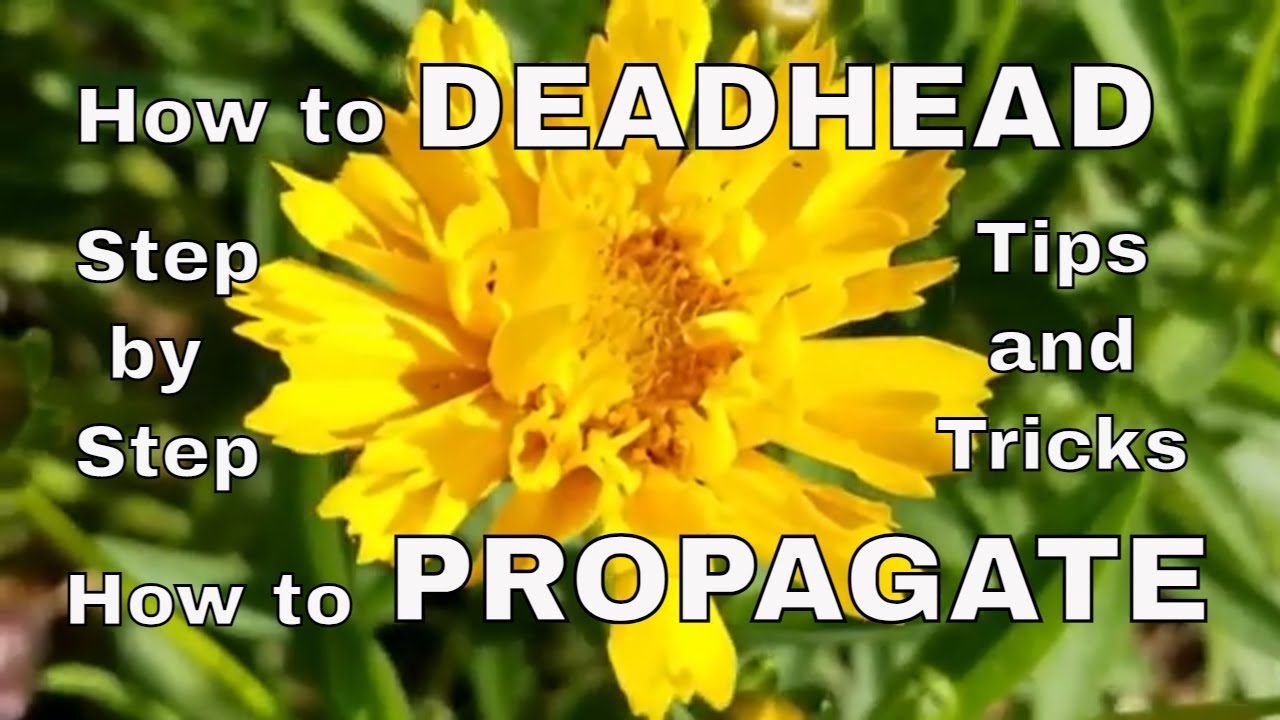 How to Care For and Propagate a Tickseed Coreopsis Plant - YouTube