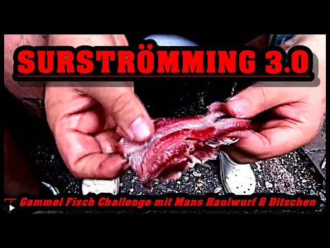 SURSTRÖMMING 3.0 | Gammel Fisch Challenge mit @Mans Haulwurf & Ditschen ...