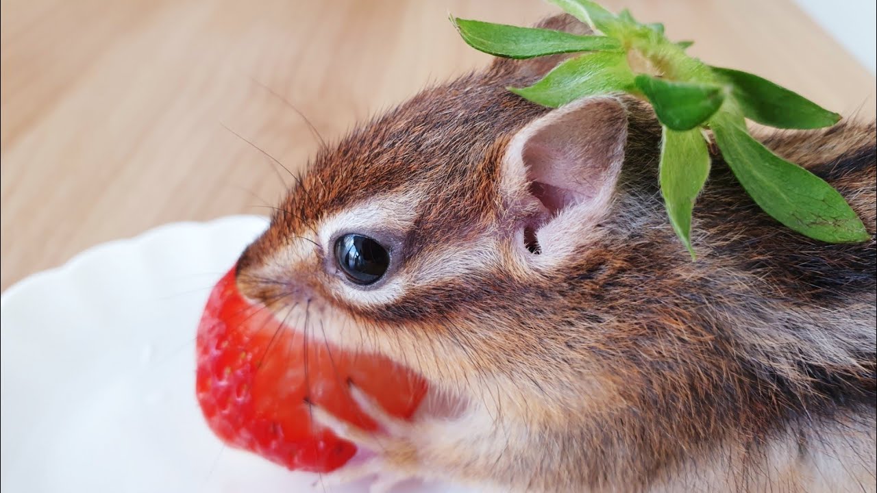 딸기꼭지 모자 쓴 다람쥐 | 딸기 먹방 Strawberry Princess Chipmunk - YouTube