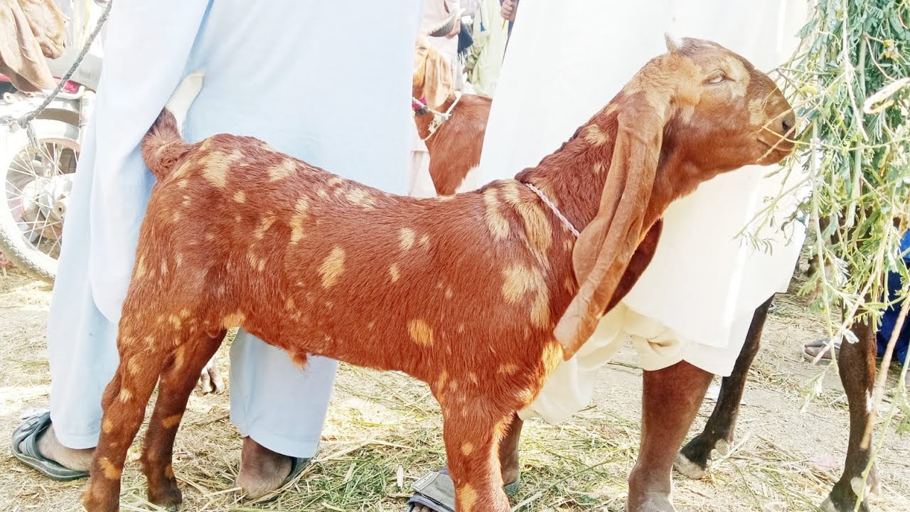 03053026990,22112025 Raja Pakistani got form Bakra Mandi tilhar - YouTube