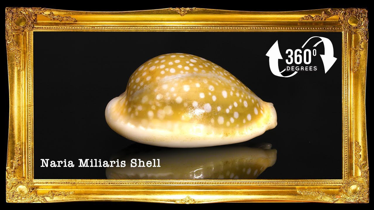 360° Seashell Video | Millet Cowrie | Naria Miliaris Shell - YouTube