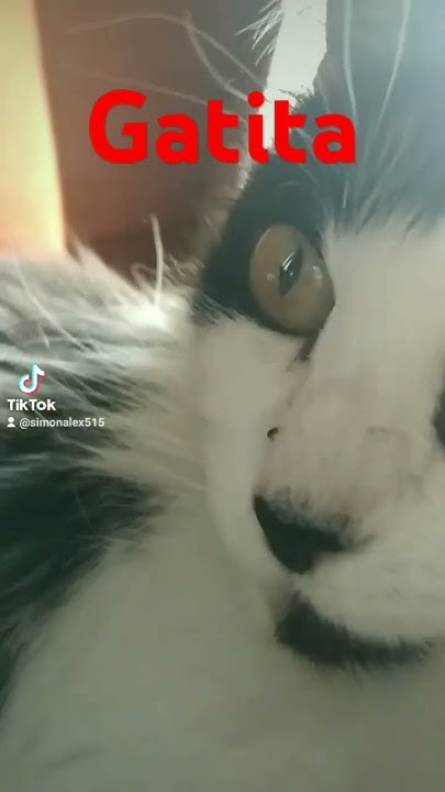 laaaaaa gatita - YouTube