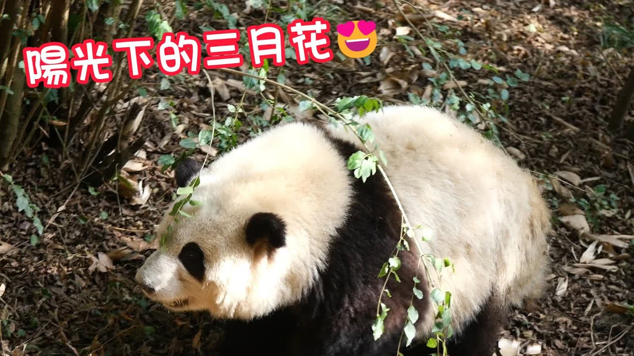 3.1 Our Princess HeHua is more beautiful in the warm March sunshine ...