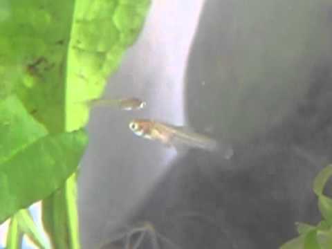 Alumina de acero - YouTube