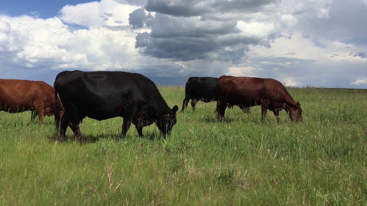 fresh pasture after a long winter - YouTube