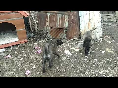 Baron ve Ateş Köpek dalaşında