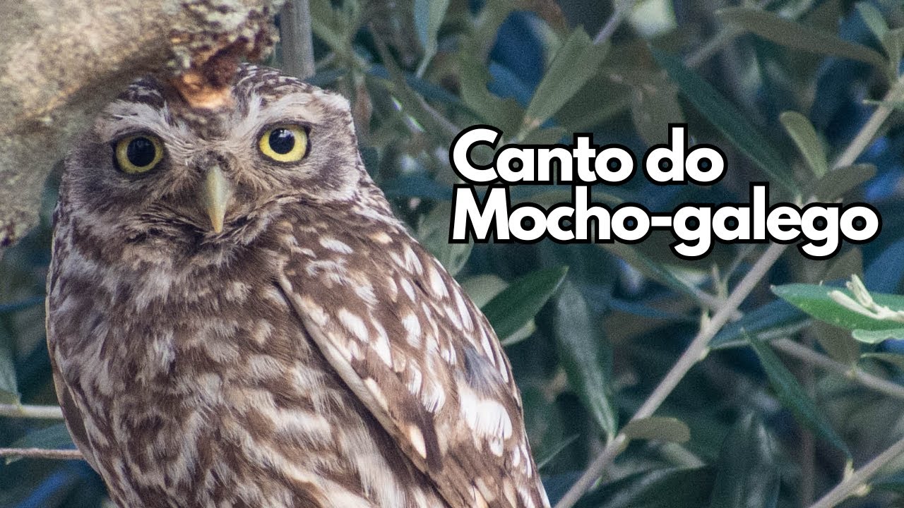 Canto do mocho-galego (Athene noctua) - YouTube