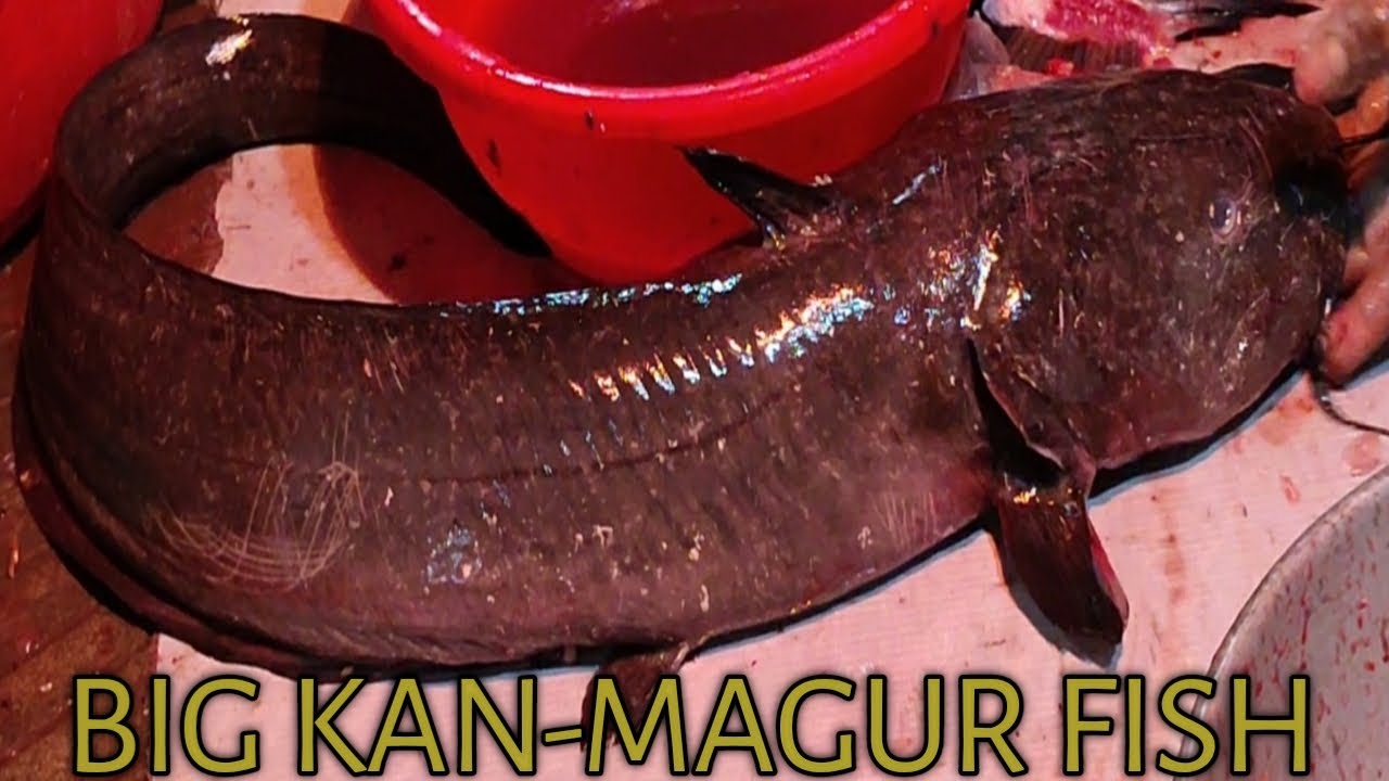 Big Kan Magur (cat fish) cutting easily by professional fish cutter ...