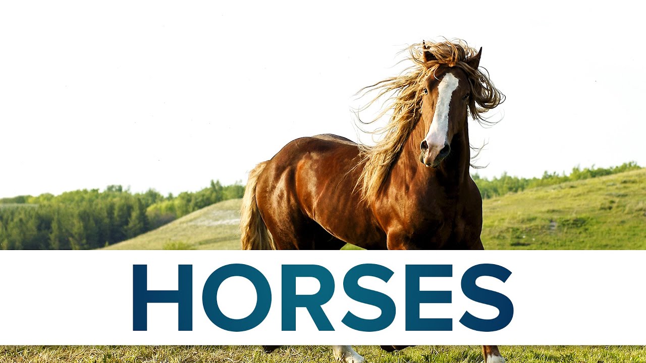 Top 10 Facts Horses Top Facts YouTube top-10-facts-horses-top-facts-youtube