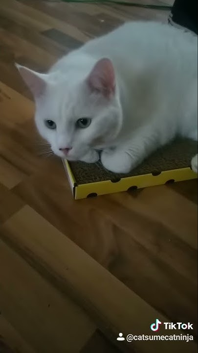 Cat vs. Catnip - YouTube