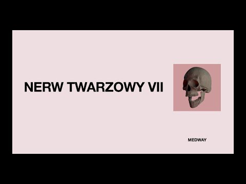 ANATOMIA #16: Nerw twarzowy VII