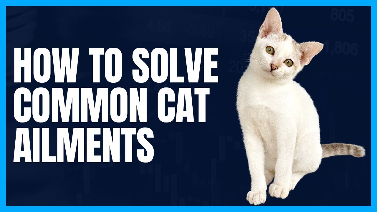 How to solve common cat ailments: 4 Tips on how to treat common cat ...