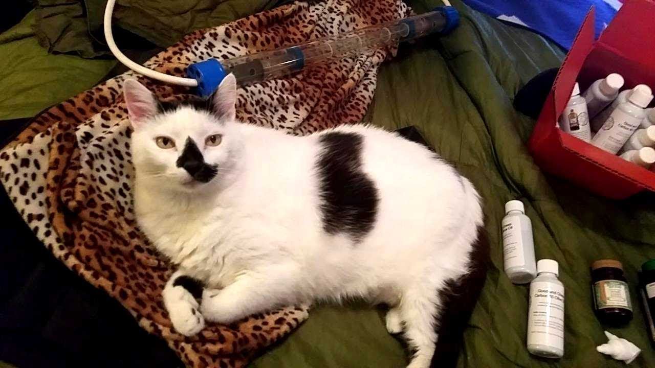 CAT, (GoldDigger), Cachexia and Brown Fat, Sept 26, 2019 - YouTube