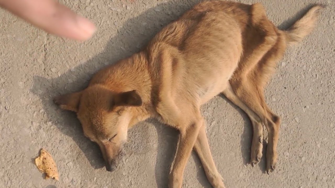Rescuing almost dead dog 🐕 My First Rescue Operation - YouTube