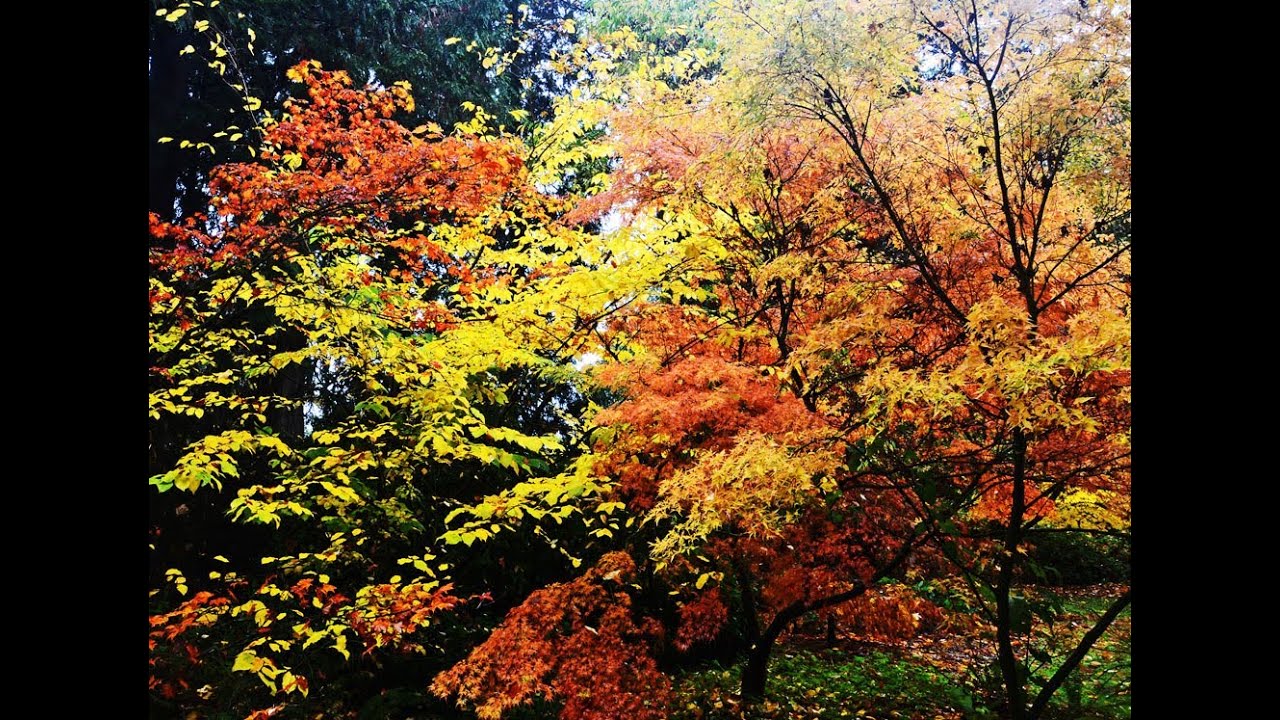 Fall Colors at the Washington Park Arboretum - YouTube