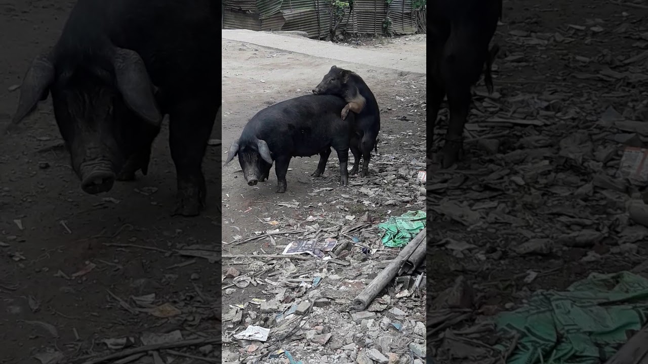 Pig Mating - YouTube