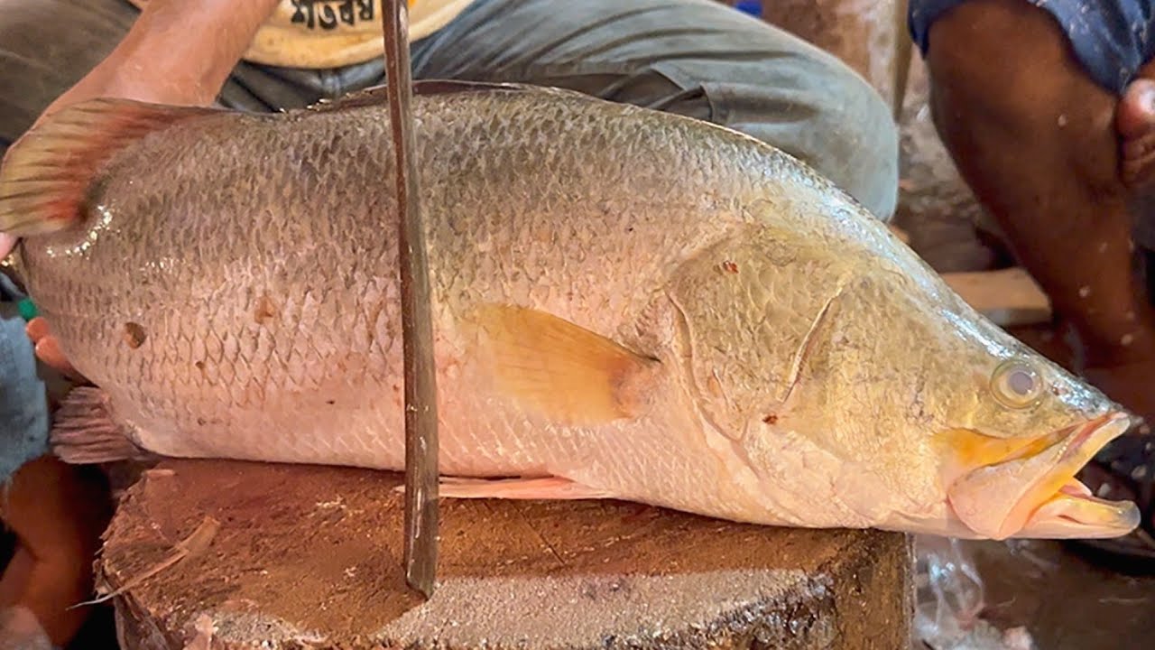 Giant Vhetki Kural Fish Cutting Skills Live || Amazing Big Kural Fish ...