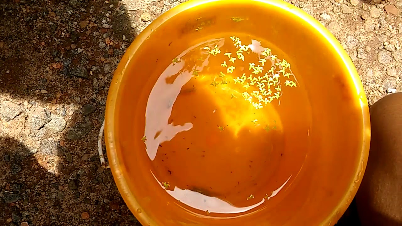 Easy method of cross breading - YouTube