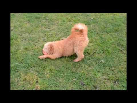 Red Male Groodle Puppy - 6 months old - YouTube