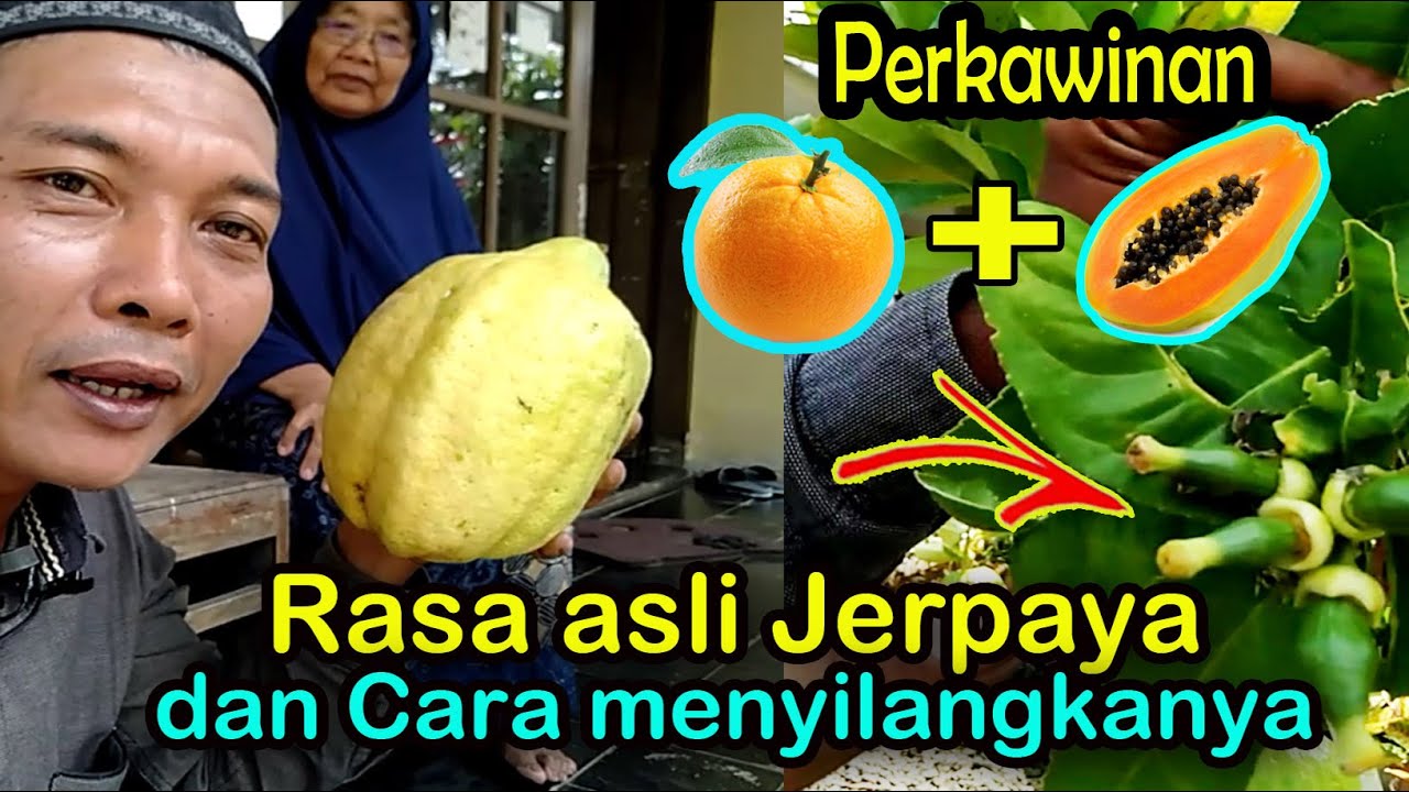 Rasa Buah jerpaya dan cara menyilangkanya - YouTube