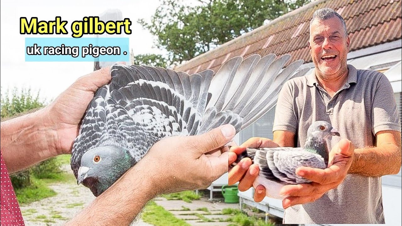 Exclusive Interview with UK Racing Pigeon Mark Gilbert Secrets to ...