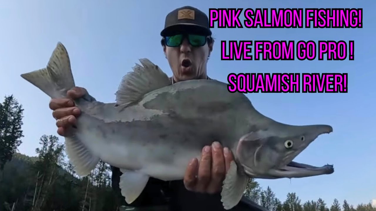 PINK SALMON FISHING Live from my GoPro (Squamish River) - YouTube