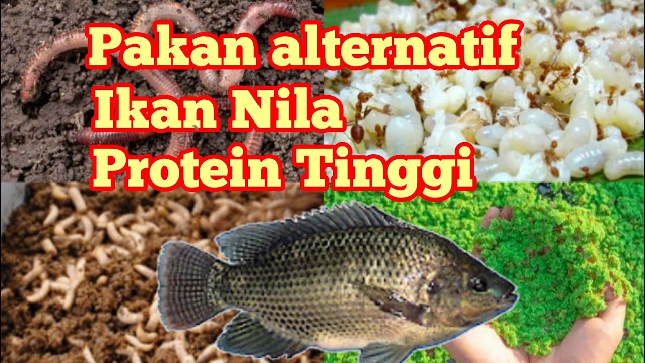 PAKAN ALTERNATIF IKAN NILA PROTEIN TINGGI - YouTube