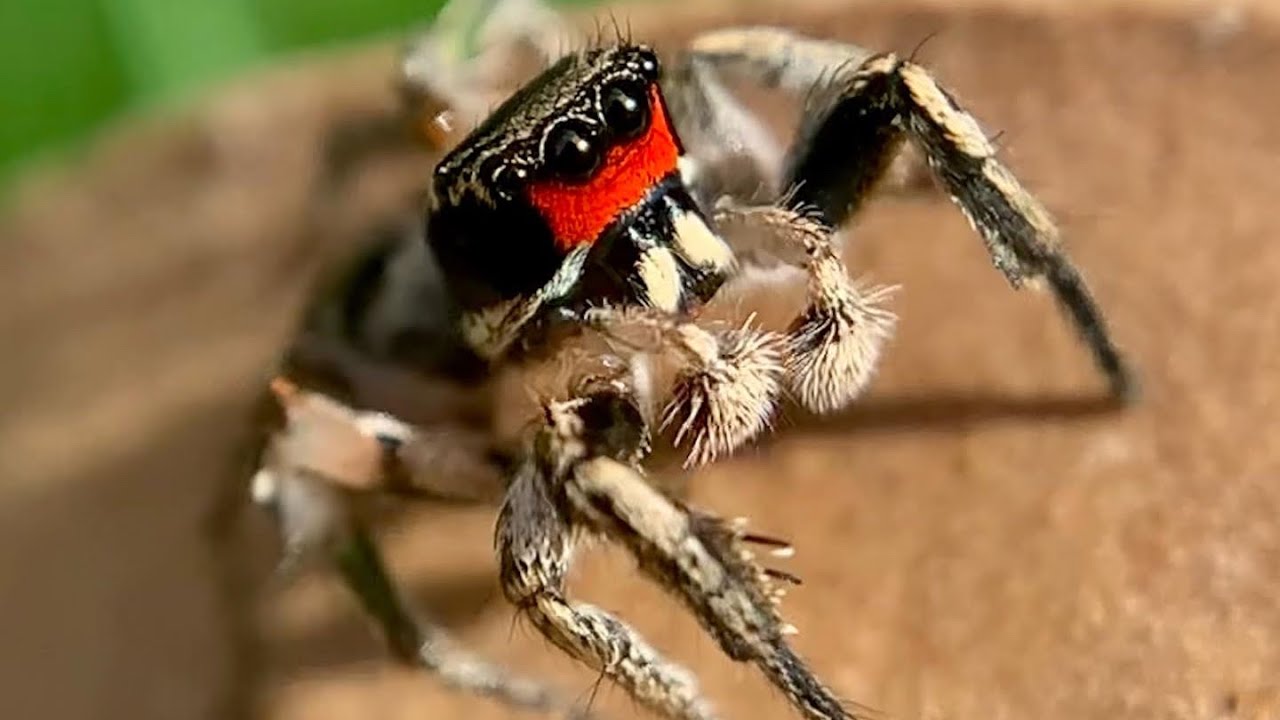 Habronattus Coecatus Adult And Sub Adult Males {jumping Spiders} Youtube