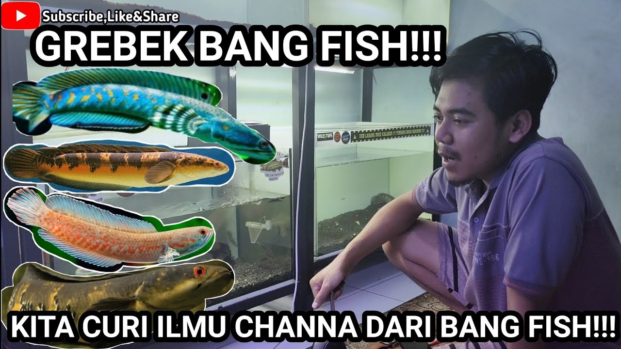 BANG FISH!!! (GREBEK DAN UPDATE STOCK KOLEKSI IKAN BANG FISH) DAN ...