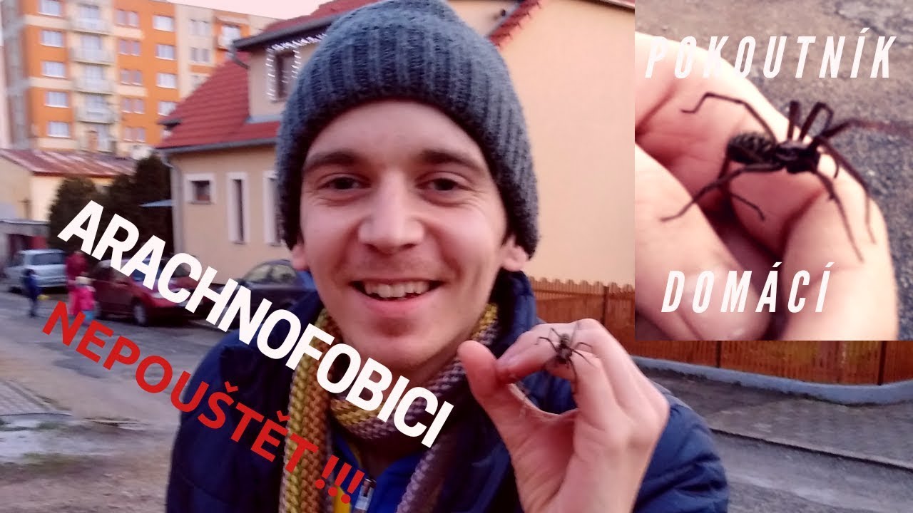 Pokoutník domácí má 4 cm - YouTube