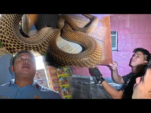 DAHIL SA MATINDING BAHA NAGPASUKAN ANG MGA COBRA SA KWARTO NG PULIS 😱