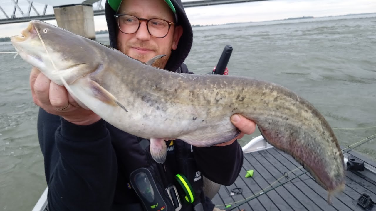 meerval in Nederland-catfish in the Netherlands - YouTube