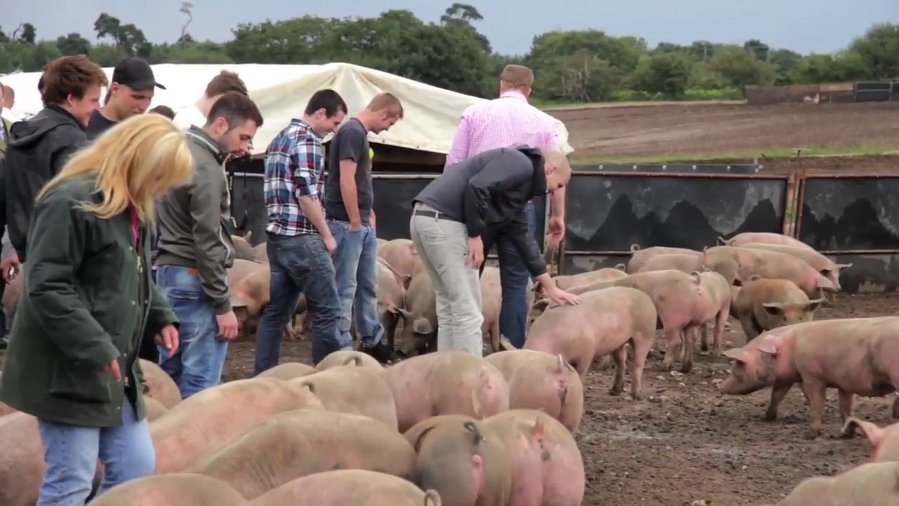 Free Range Pork - YouTube