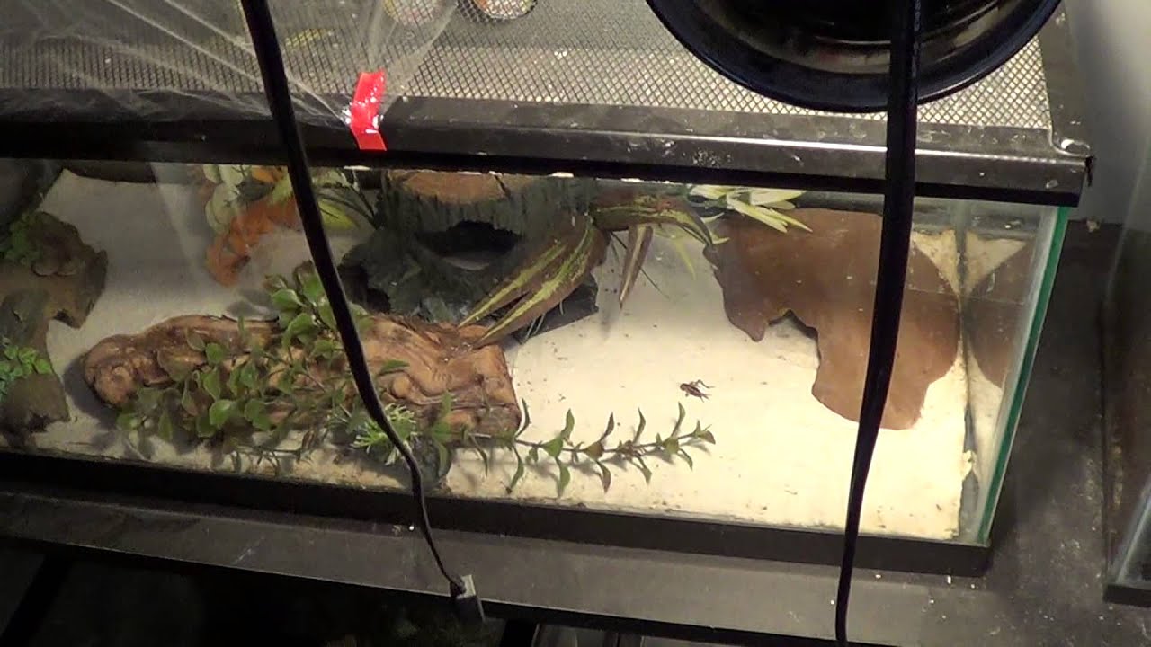 Do You Want to Work at a Pet Store? - YouTube