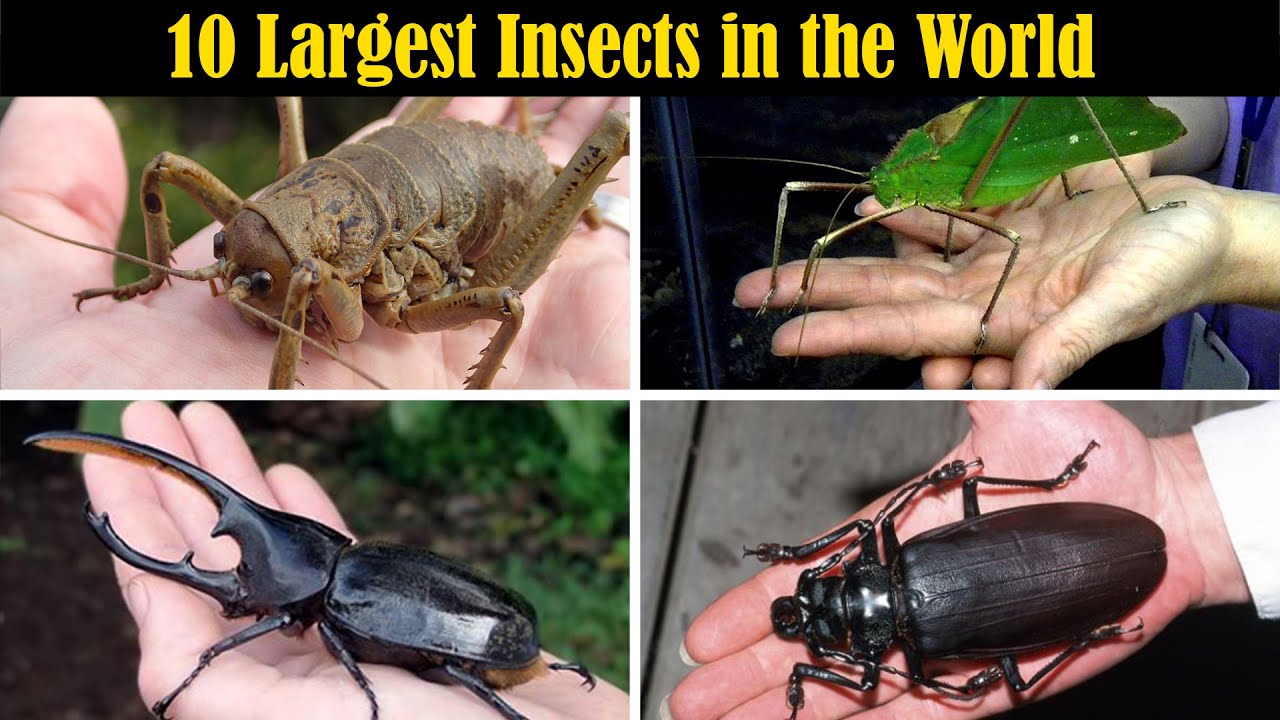 Top 10 Largest Insects in the World - YouTube