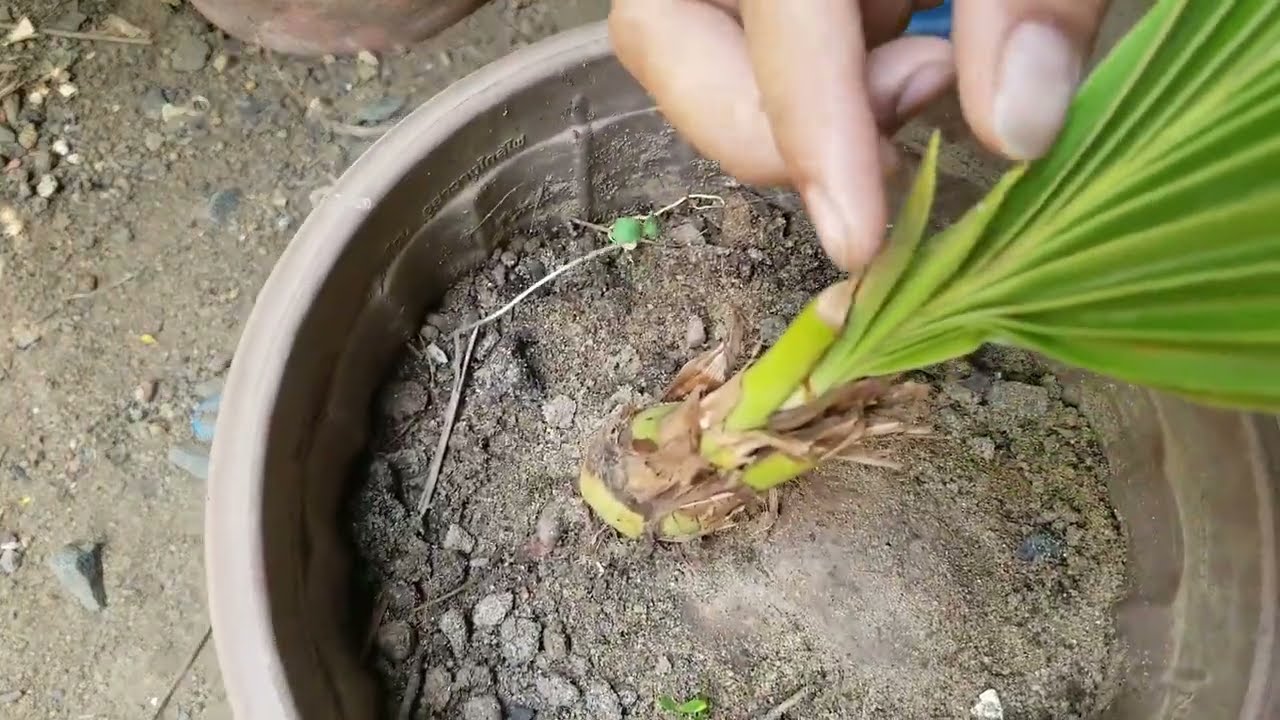 How to Grow Coconut Tree from Coconut Fruit use Banana and Aloe Vera ...