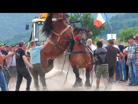 Cai de tracțiune proba de dublu Marginea - Bucovina 5 Iulie 2026
