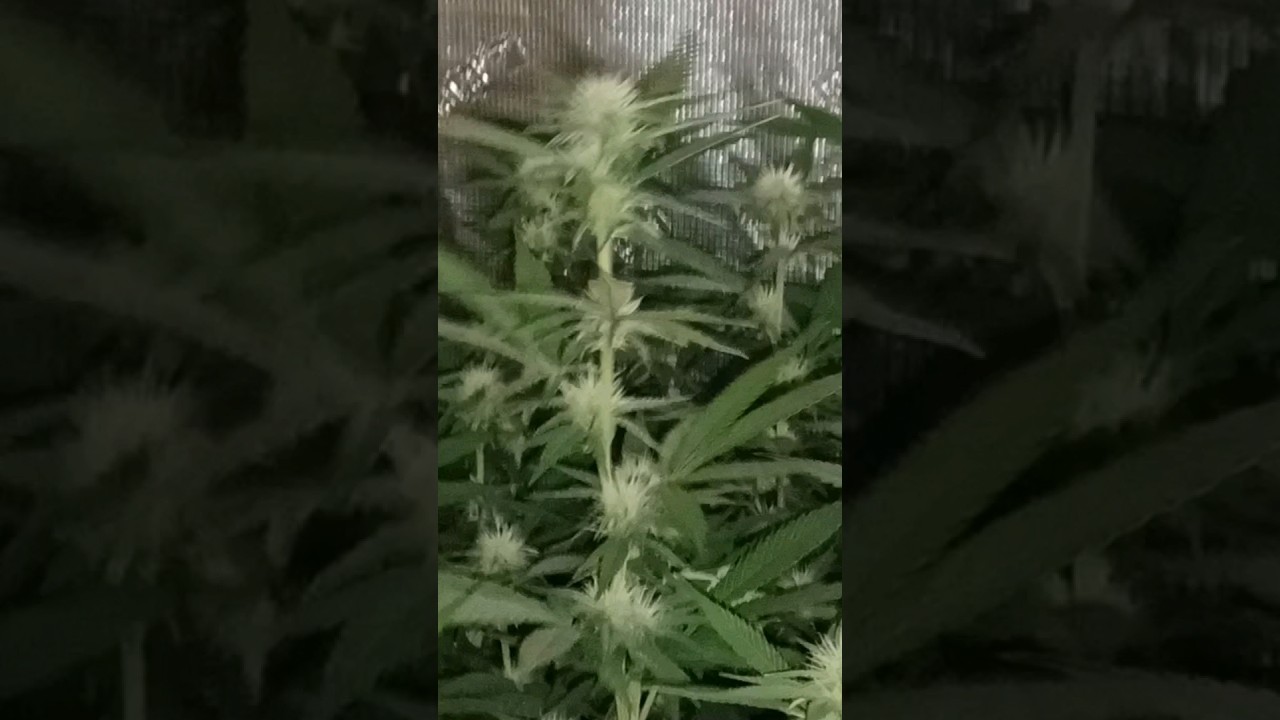 Day 18 Flower Blueberry Pancakes| Ac Infinity Evo6 | - YouTube