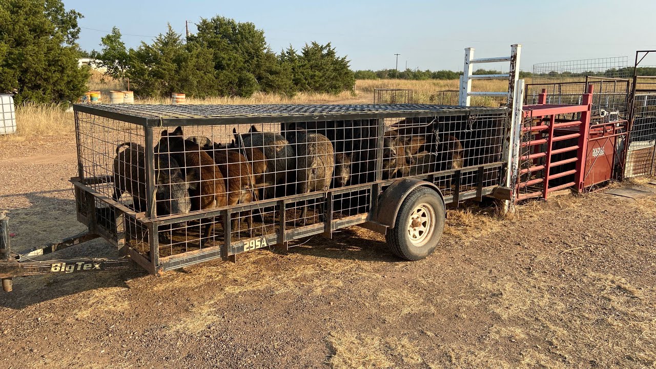 Loading out 25 hogs in 5 minutes (skip the first 25 seconds of nothing ...