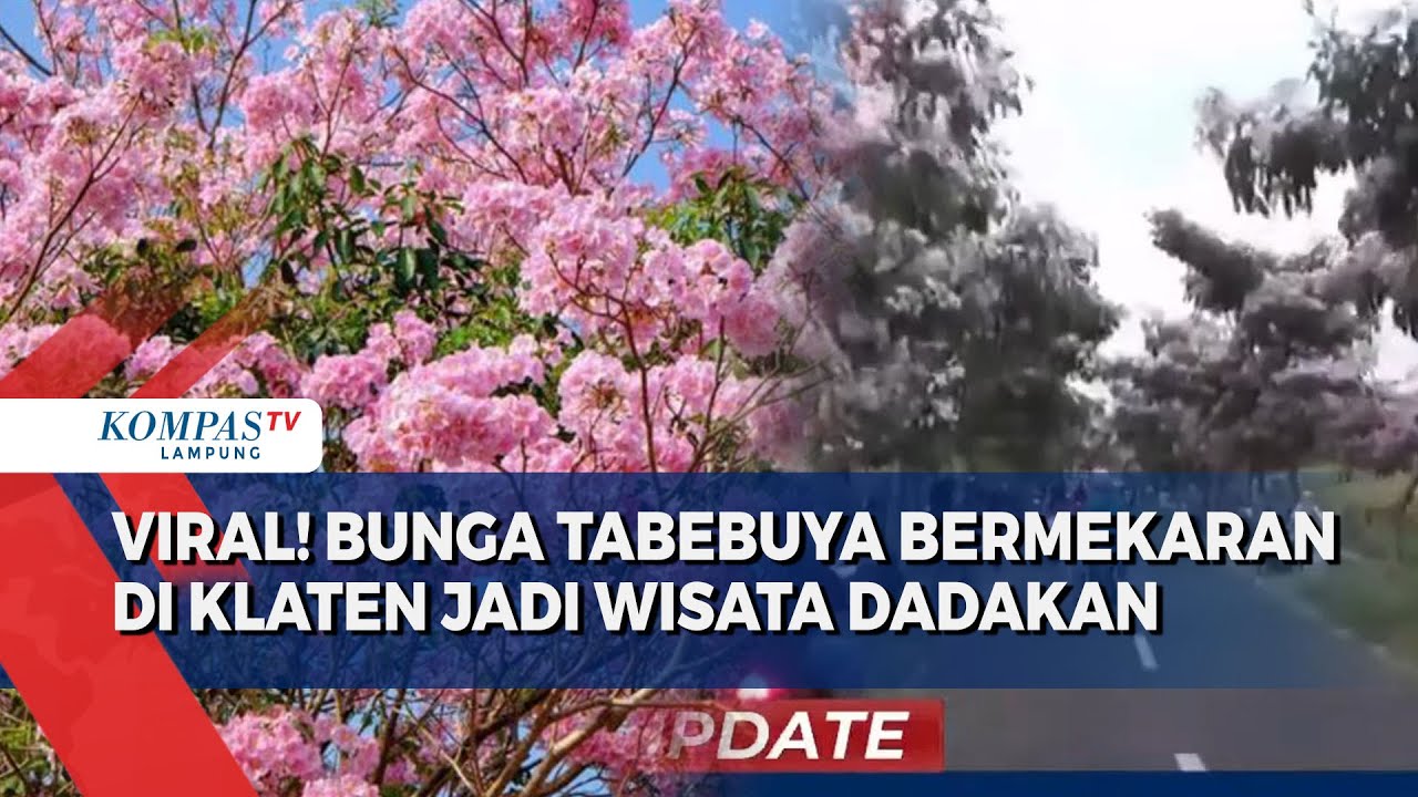 Viral Bunga Tabebuya Bermekaran di Jalan Klaten, Jateng | Wonderfull ...