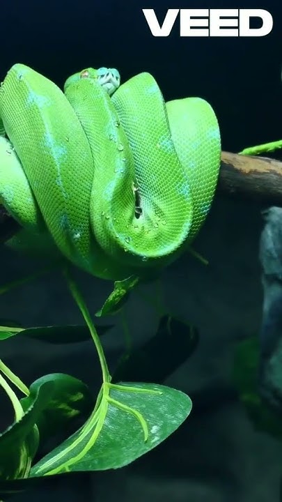 Some interesting Facts Related to Python #python #programming - YouTube