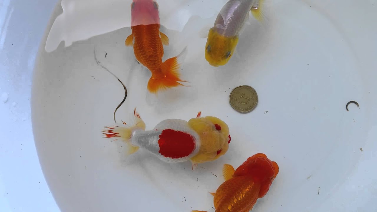 cơ bản về TVR (Topview Ranchu) - YouTube